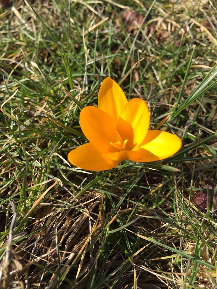 The First Blossom of Spring | Linnet Moss