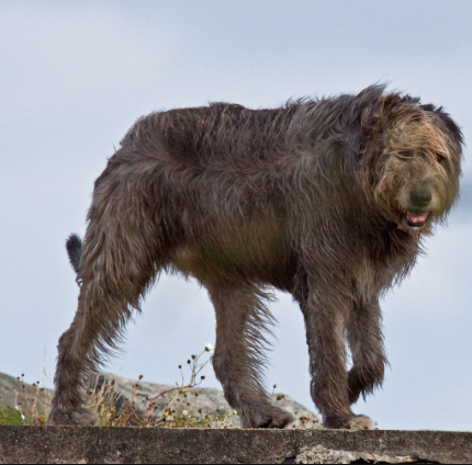 Culann’s Hound 26: Forsworn | Linnet Moss